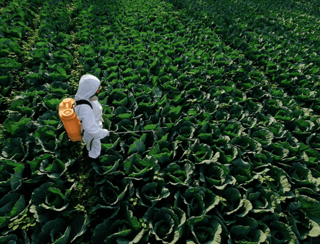 Plantd | Why Monoculture Fails: How Agroforestry Offers a More ...
