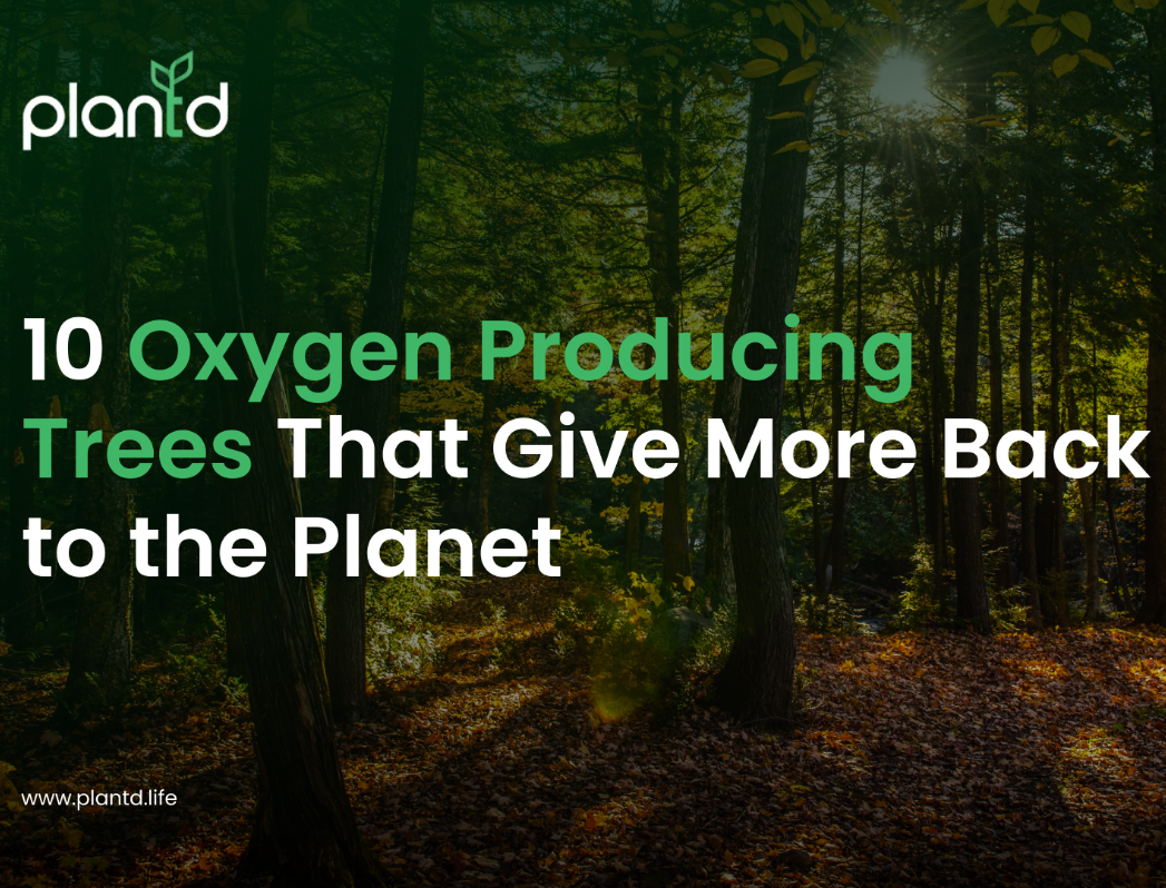 Plantd | 10 Oxygen Producing Trees That Give More Back to the Planet