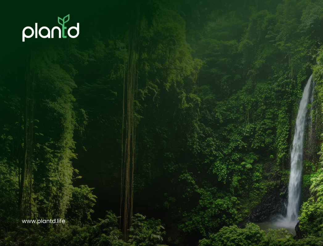 Plantd | How Planting Trees in the Amazon Rainforest Helps the Planet