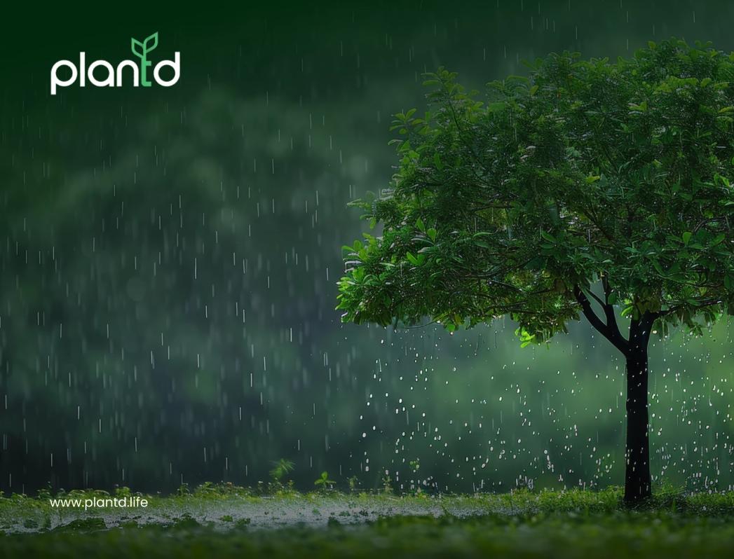 Plantd | Tree Anatomy 101: A Simple Guide to How Trees Work