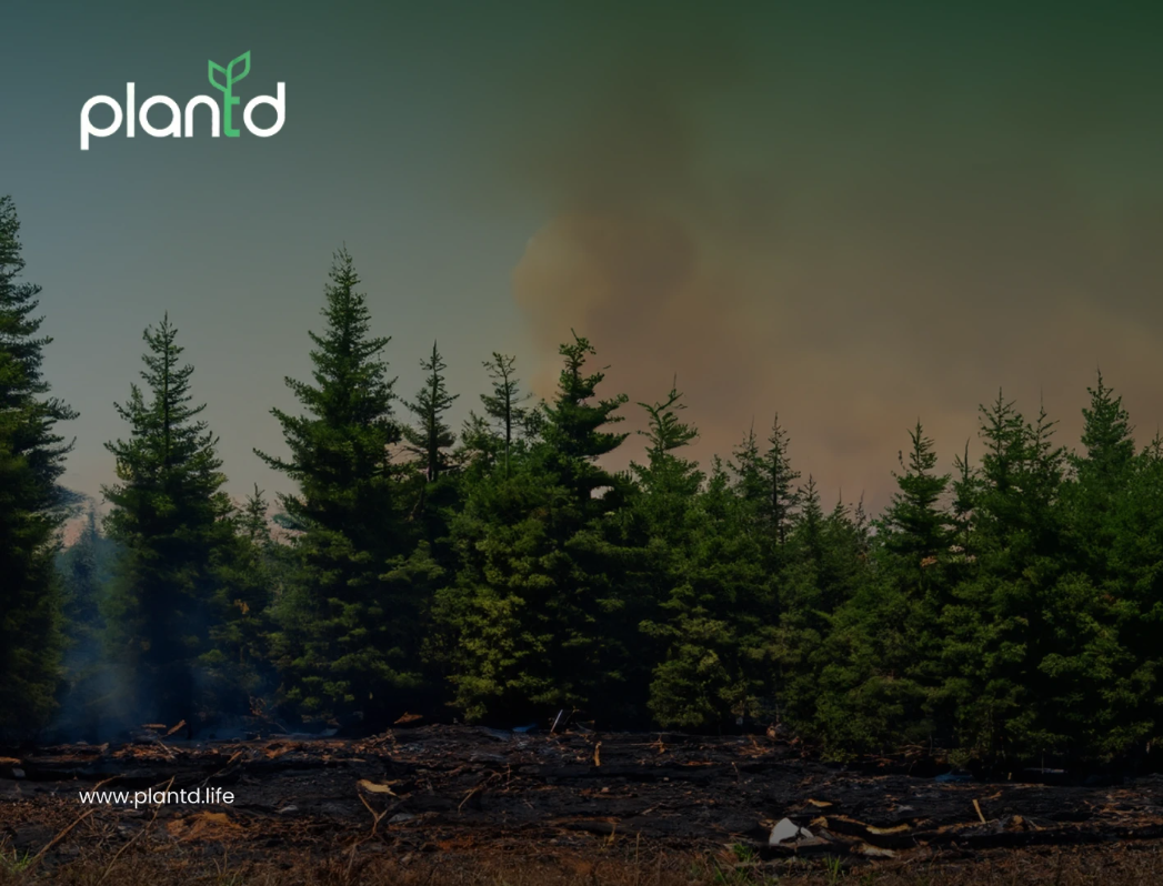 How to Prevent Forest Fires: 10 Practical Tips That Actually Work | Plantd