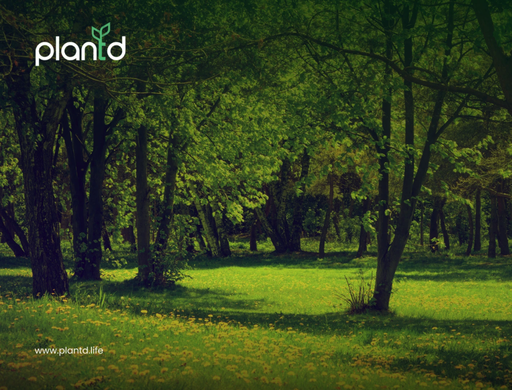 5 Signs of a Healthy Forest & What They Reveal | Plantd | Plantd