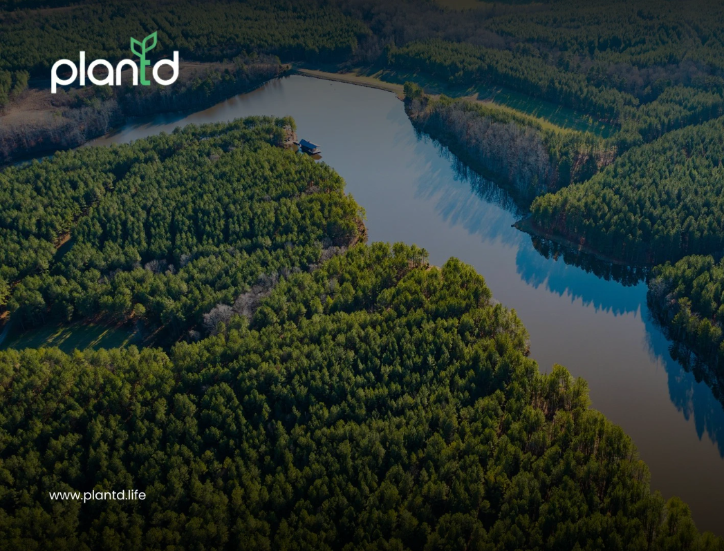 How Healthy Forests Support Biodiversity & Water Cycles | Plantd