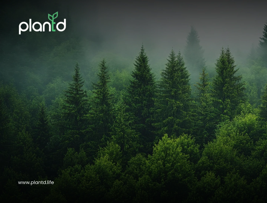 Major Types of Forest Trees and Where They Grow | Plantd